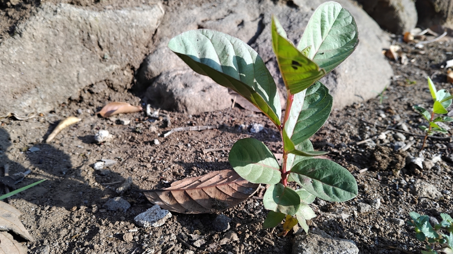 How to Plant, Grow, and Care For ‘Barbie Pink’ Guava Trees