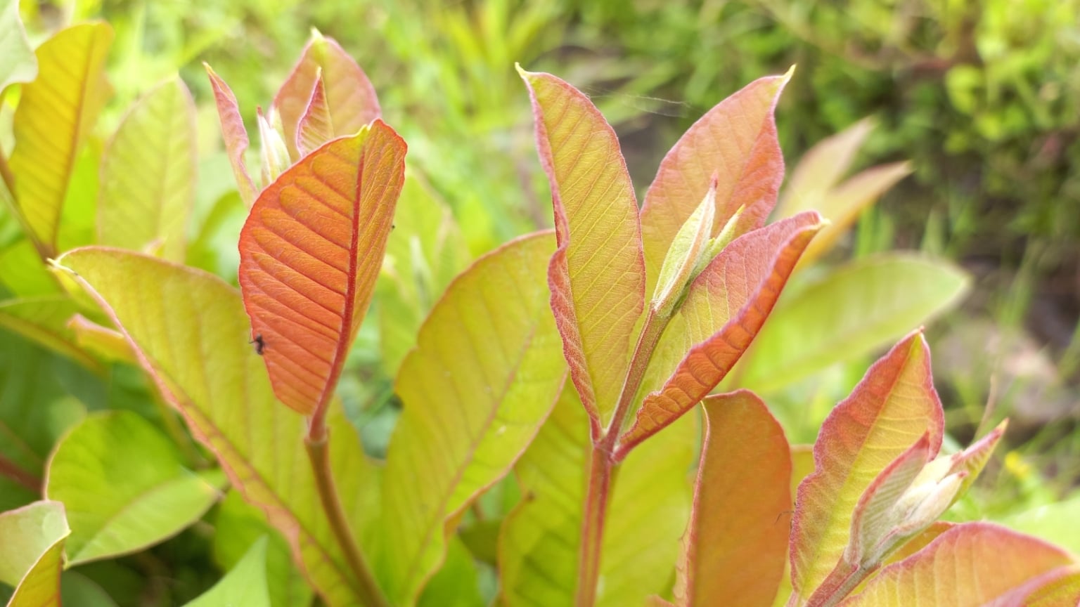How to Plant, Grow, and Care For ‘Barbie Pink’ Guava Trees