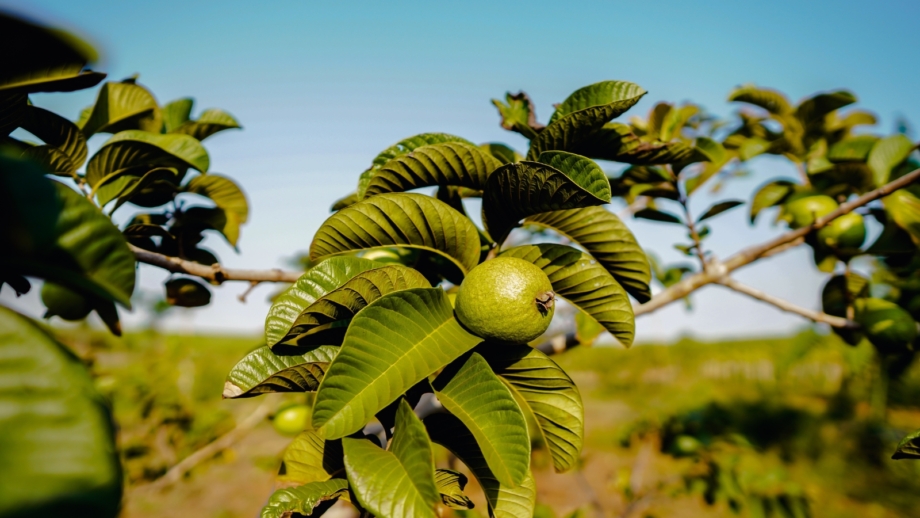 How to Plant, Grow, and Care For ‘Barbie Pink’ Guava Trees