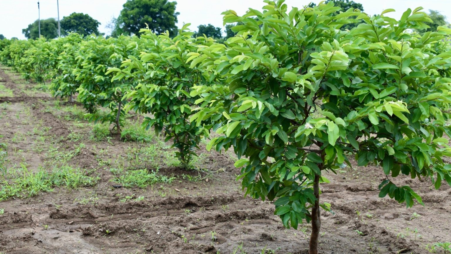 How to Plant, Grow, and Care For ‘Barbie Pink’ Guava Trees