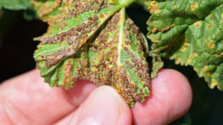 Hollyhock Rust: ID and Treatment
