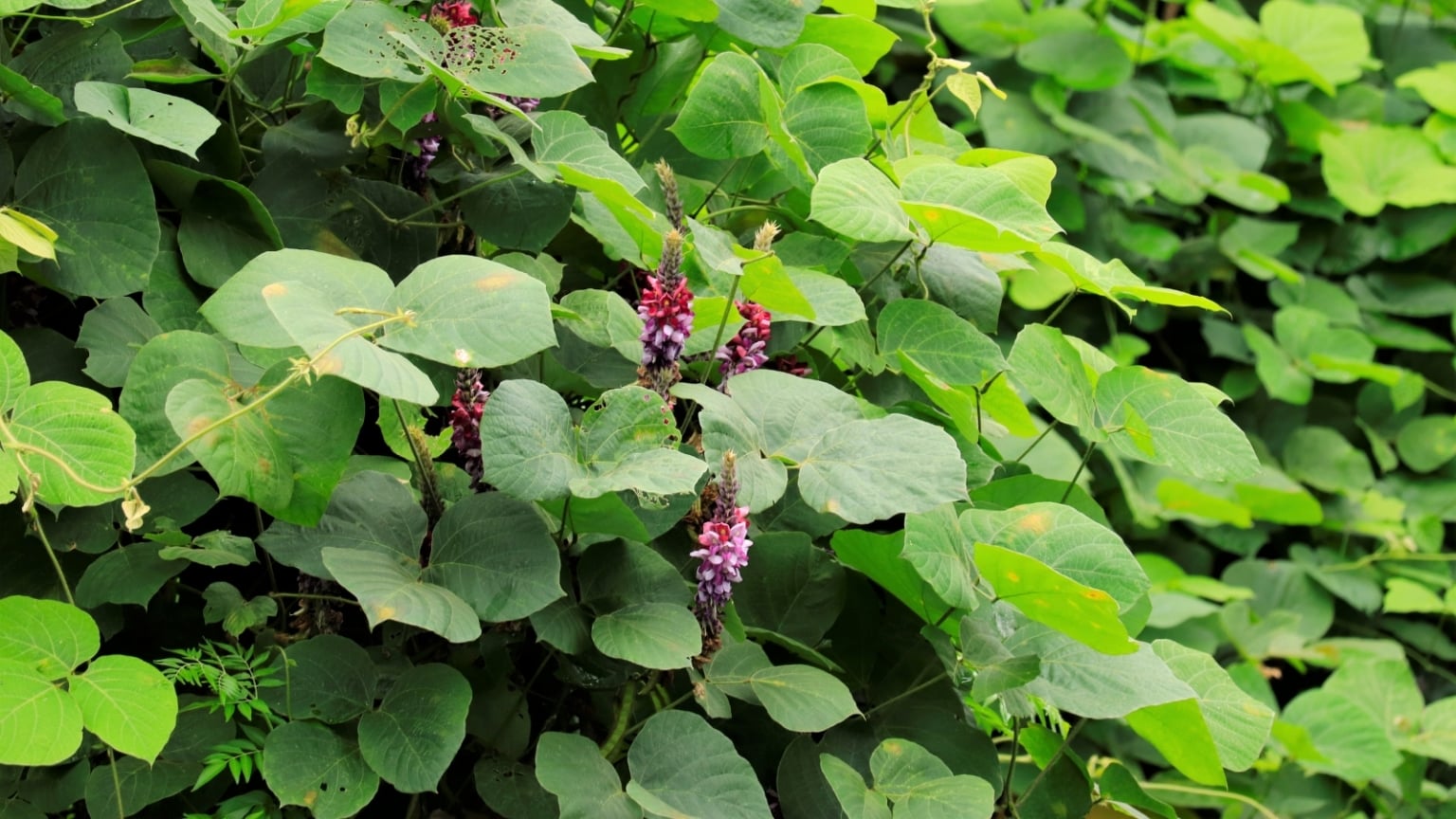 Don’t Plant These 15 Invasive Ground Covers