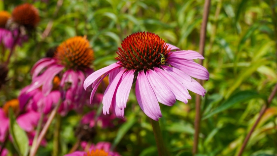 23 Native Plants for Clay Soils