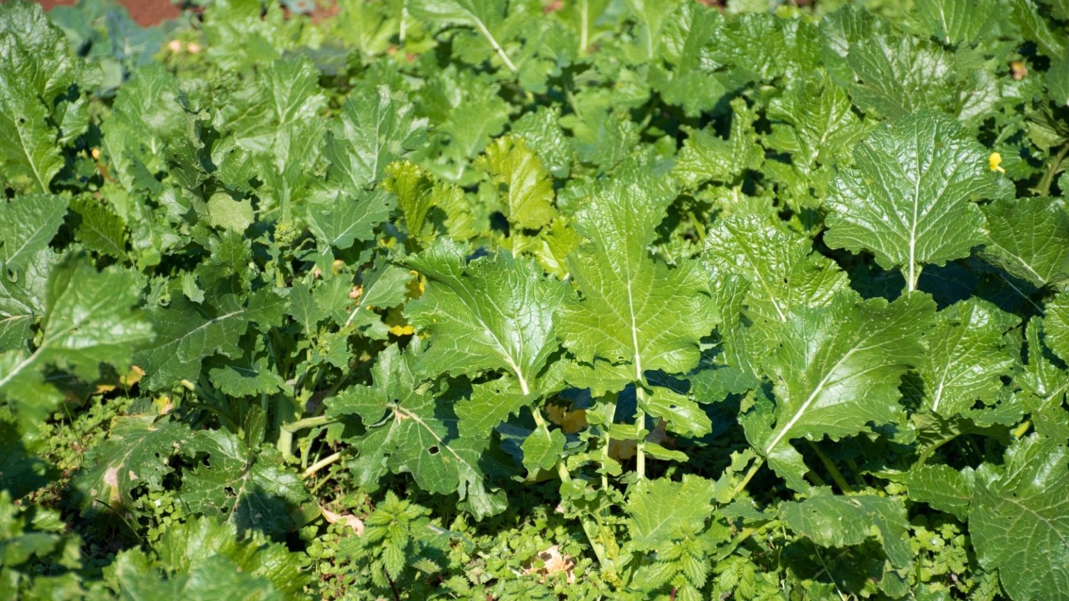 33 Asian Vegetables, Herbs, and Spices You Should Grow