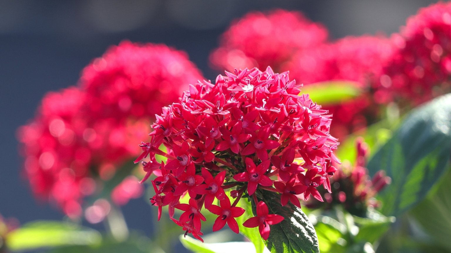 How to Plant, Grow, and Care For Pentas