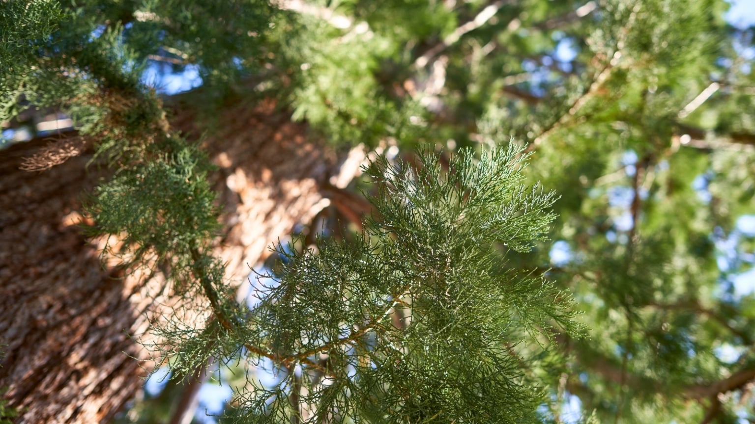 How to Plant, Grow, and Care for Giant Sequoia Trees