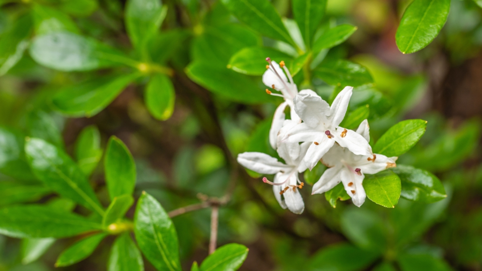 26 Best Native Plants For Containers: Regional Recommendations