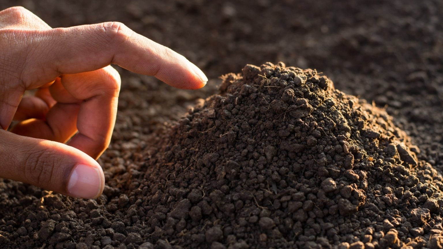 How to Plant, Grow, and Care for Maiden Grass