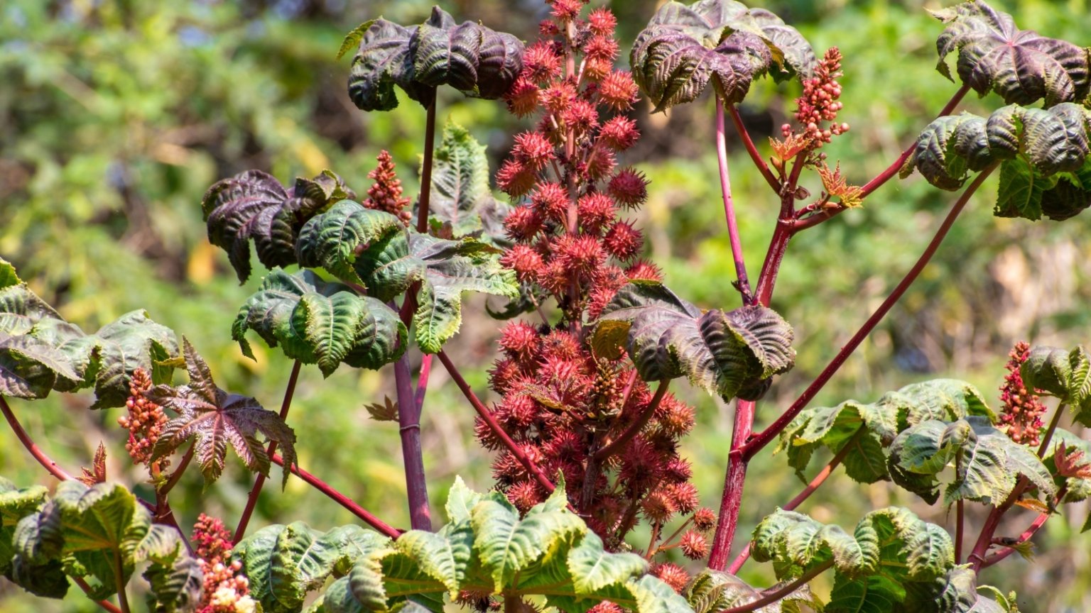 29 Common Garden Plants That Are Poisonous