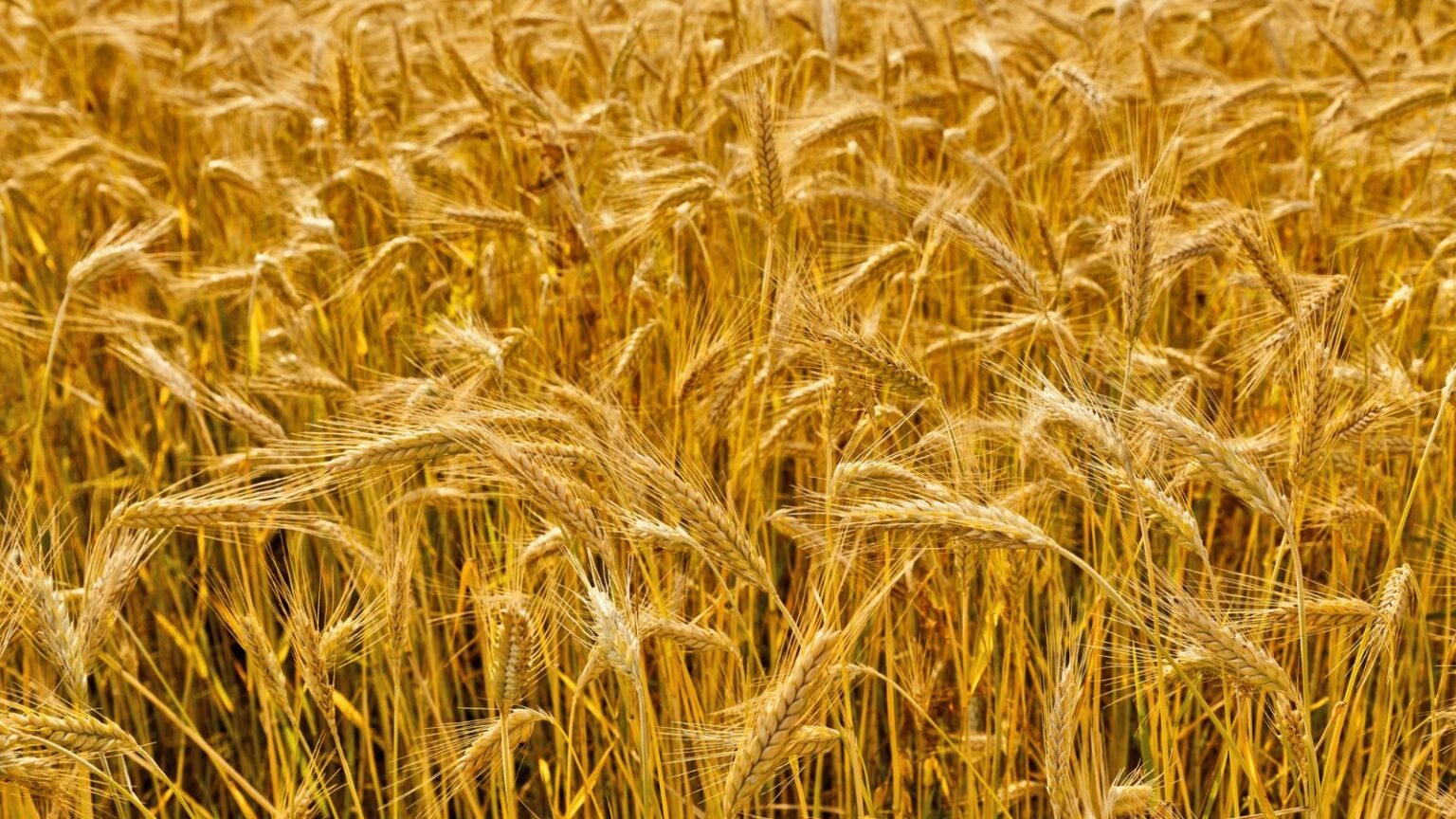 How to Plant, Grow, and Care for Wheat