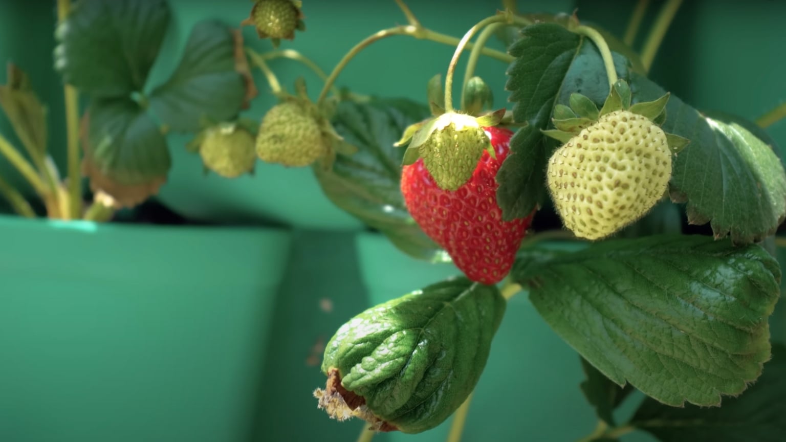 How To Grow Strawberries In Vertical Containers