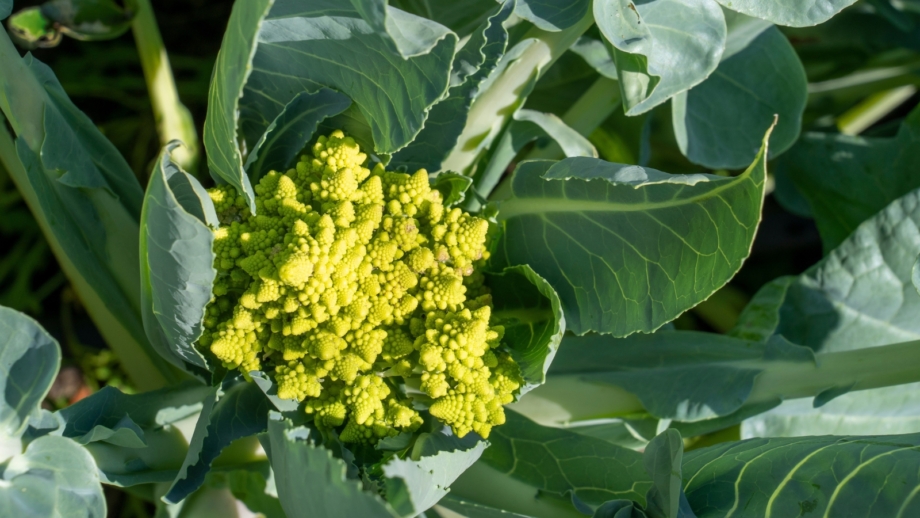 How to Grow Cauliflower in Raised Beds: A Complete Guide