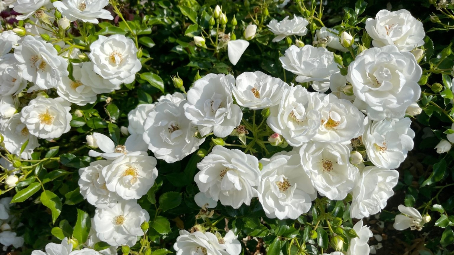 How to Plant, Grow, and Care for 'Iceberg' Roses