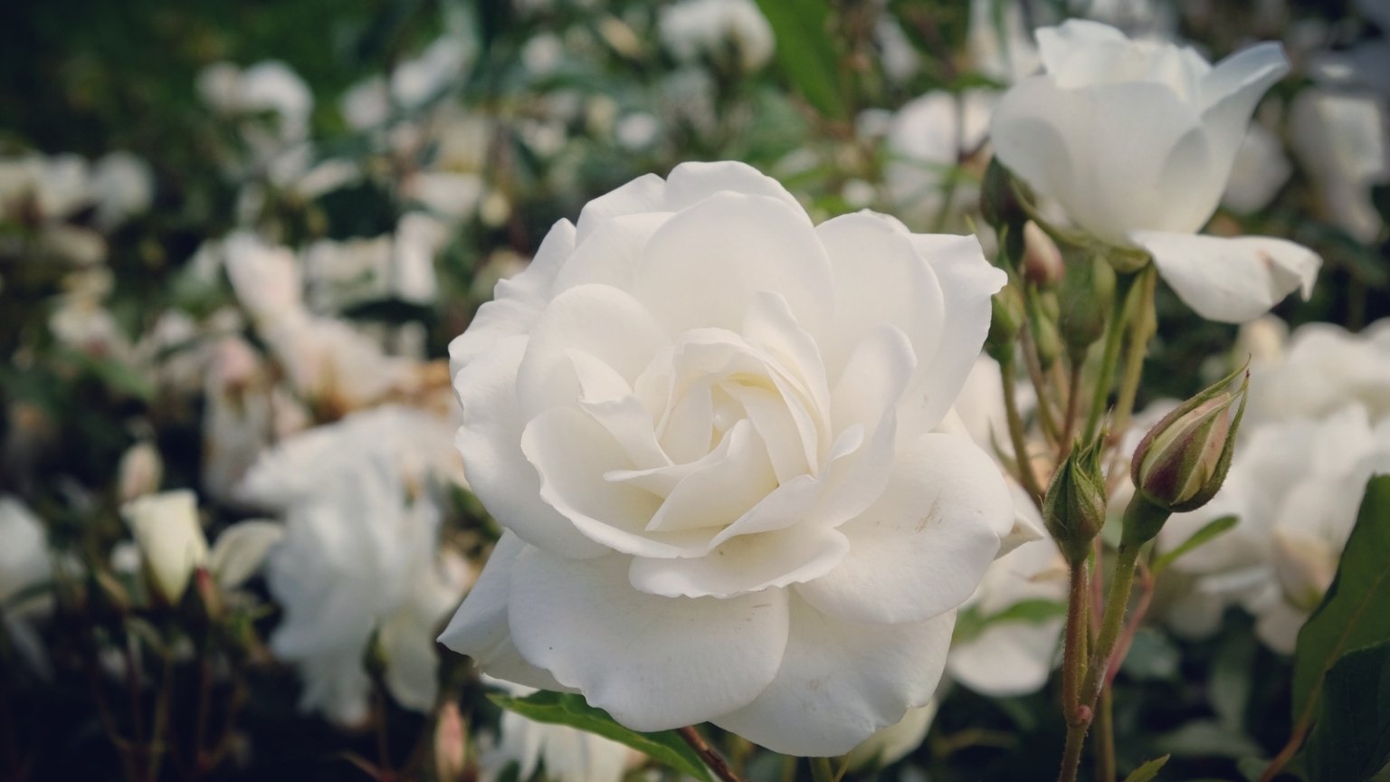 How to Plant, Grow, and Care for 'Iceberg' Roses