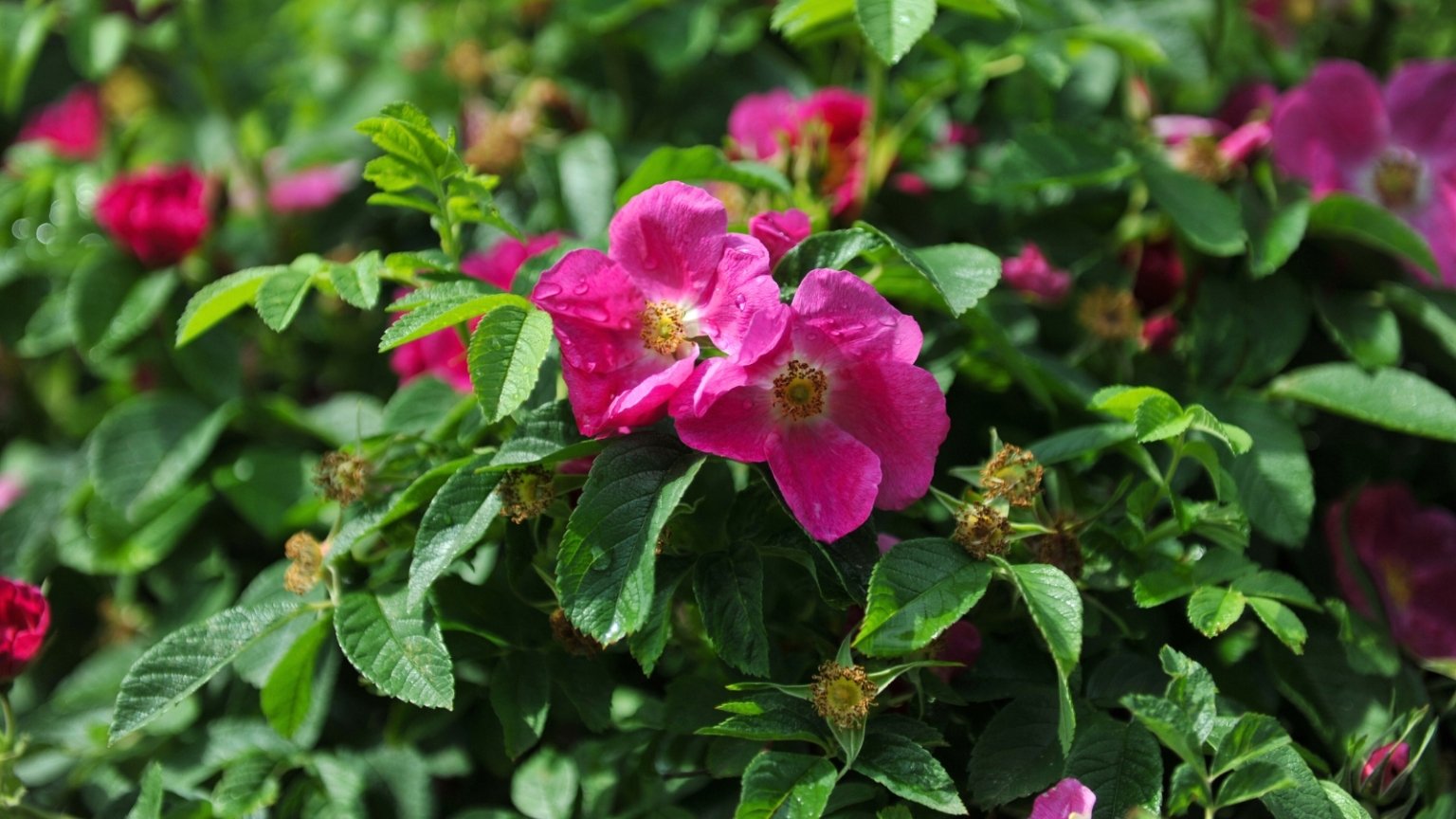 15 Different Types of Runner Plants For Your Garden