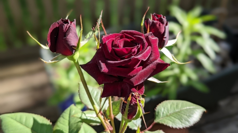 31 Rare and Unique Flowers You Can Grow