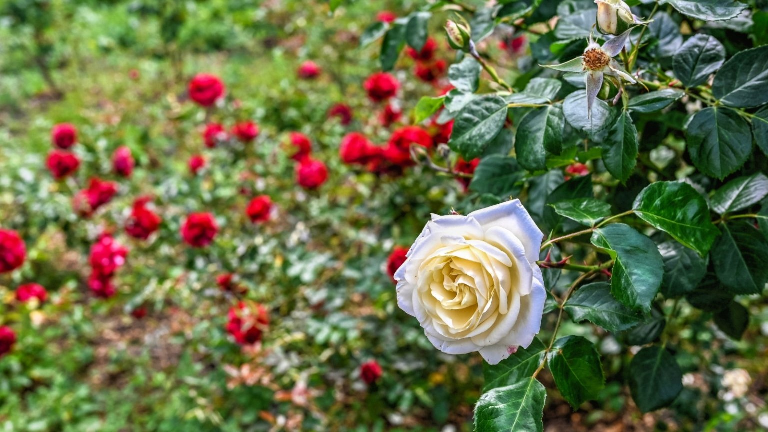 How to Plant, Grow, and Care for 'Iceberg' Roses