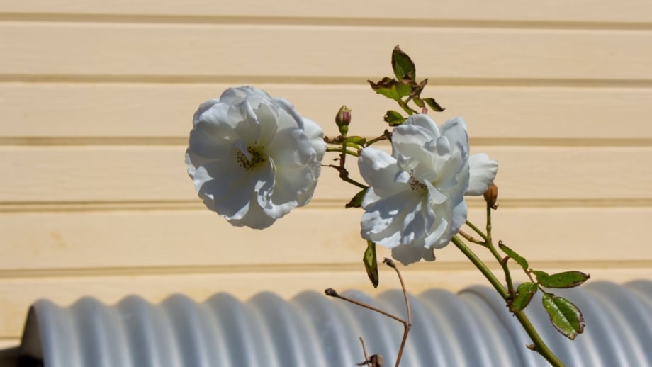How to Plant, Grow, and Care for 'Iceberg' Roses