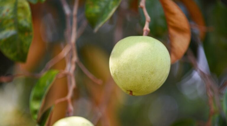 How to Plant, Grow, and Care for Star Apple