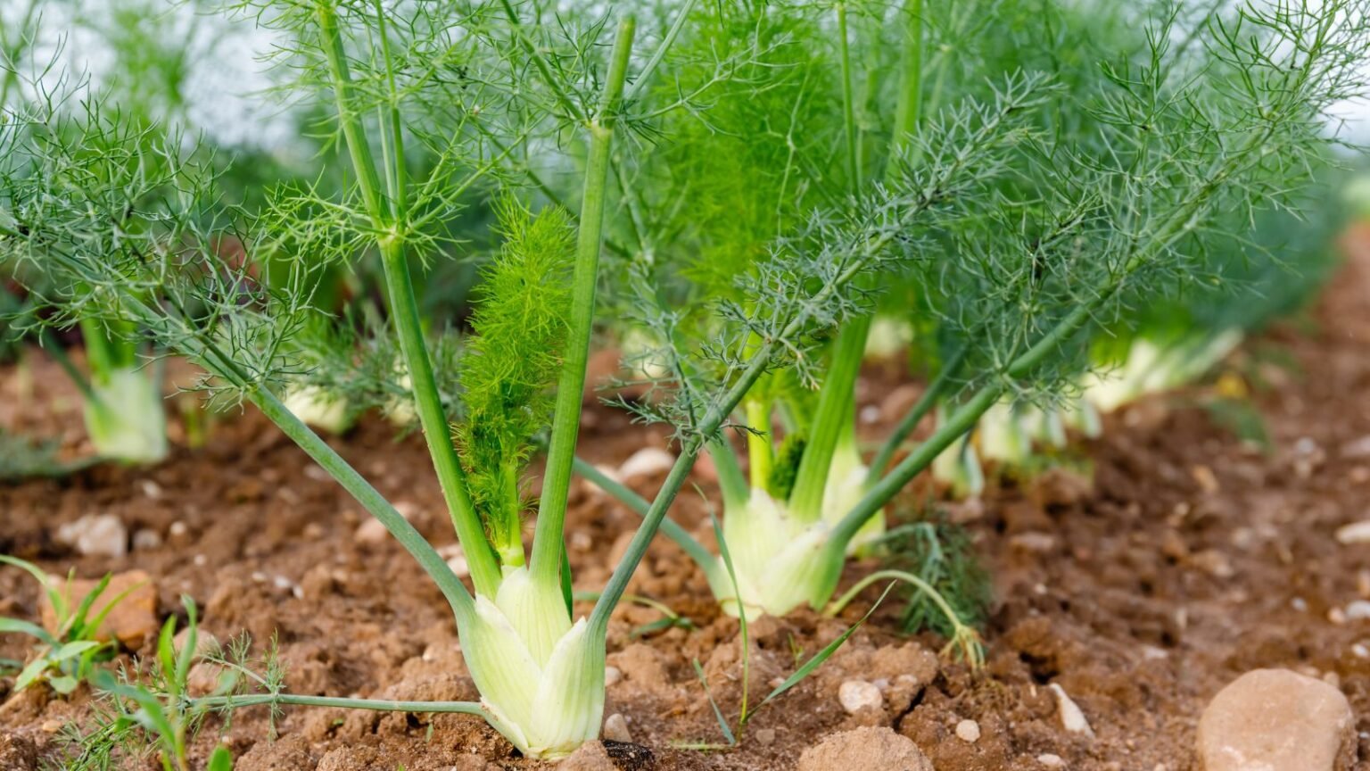 How to Plant, Grow, and Care for Fennel