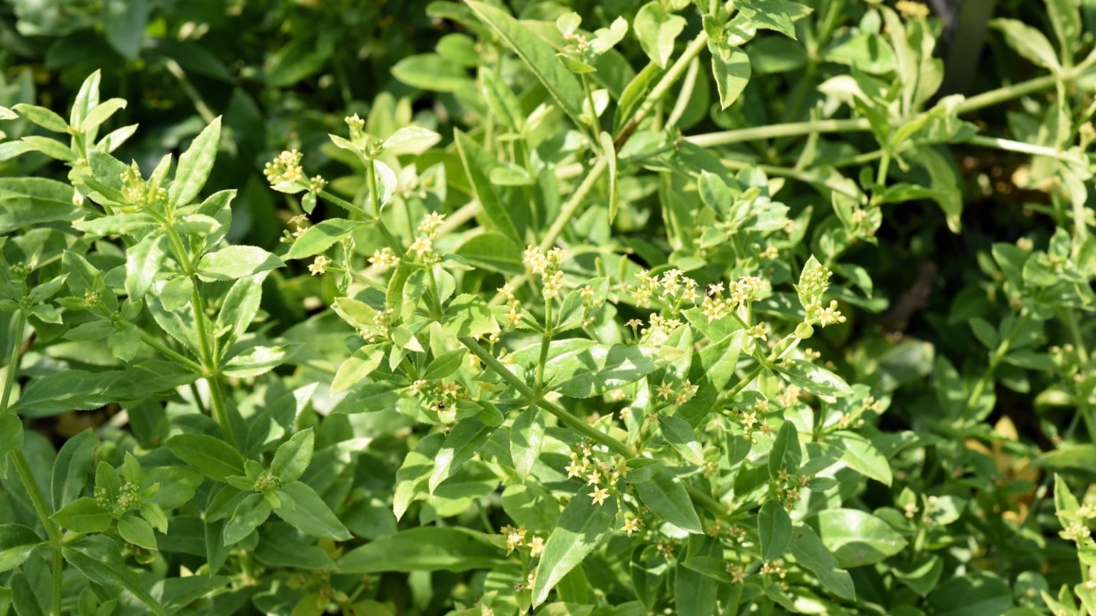 How to Plant, Grow, and Care for Madder Root