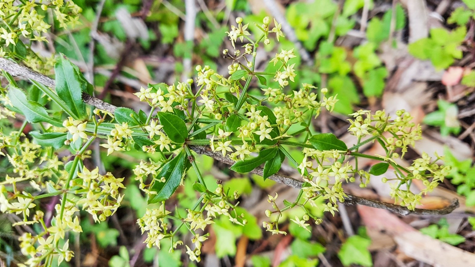 How to Plant, Grow, and Care for Madder Root