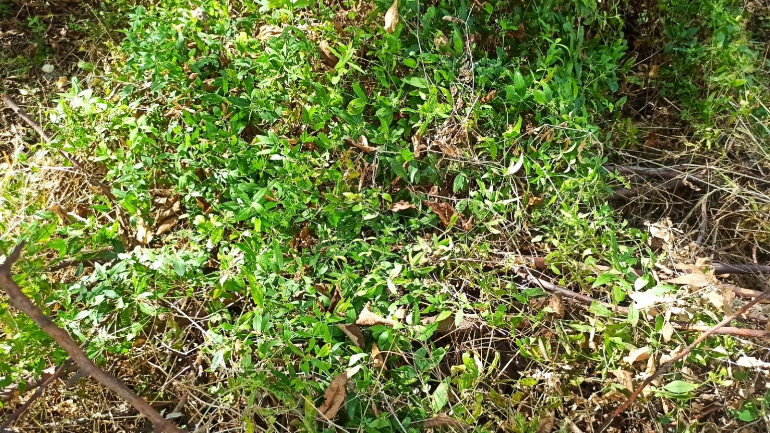 How to Plant, Grow, and Care for Madder Root