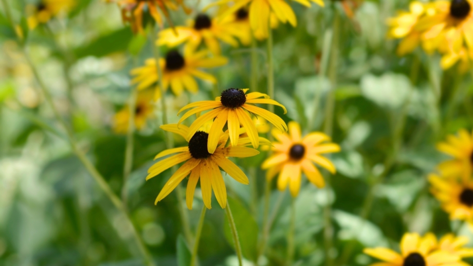 21 Longest-Flowering Perennials for Lasting Color
