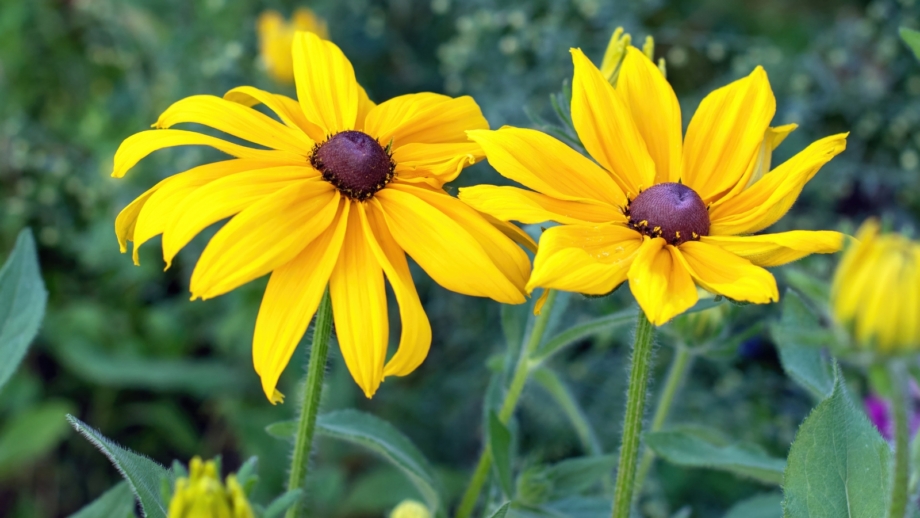 26 Best Native Plants For Containers: Regional Recommendations