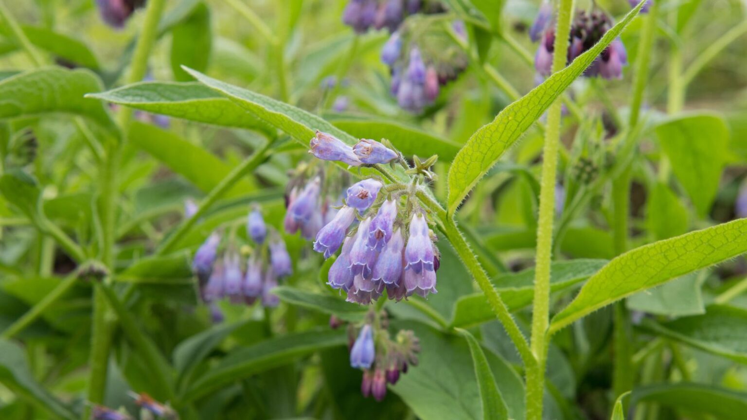 How to Plant, Grow, and Care for Comfrey