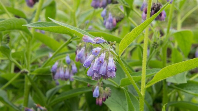 How to Plant, Grow, and Care for Comfrey