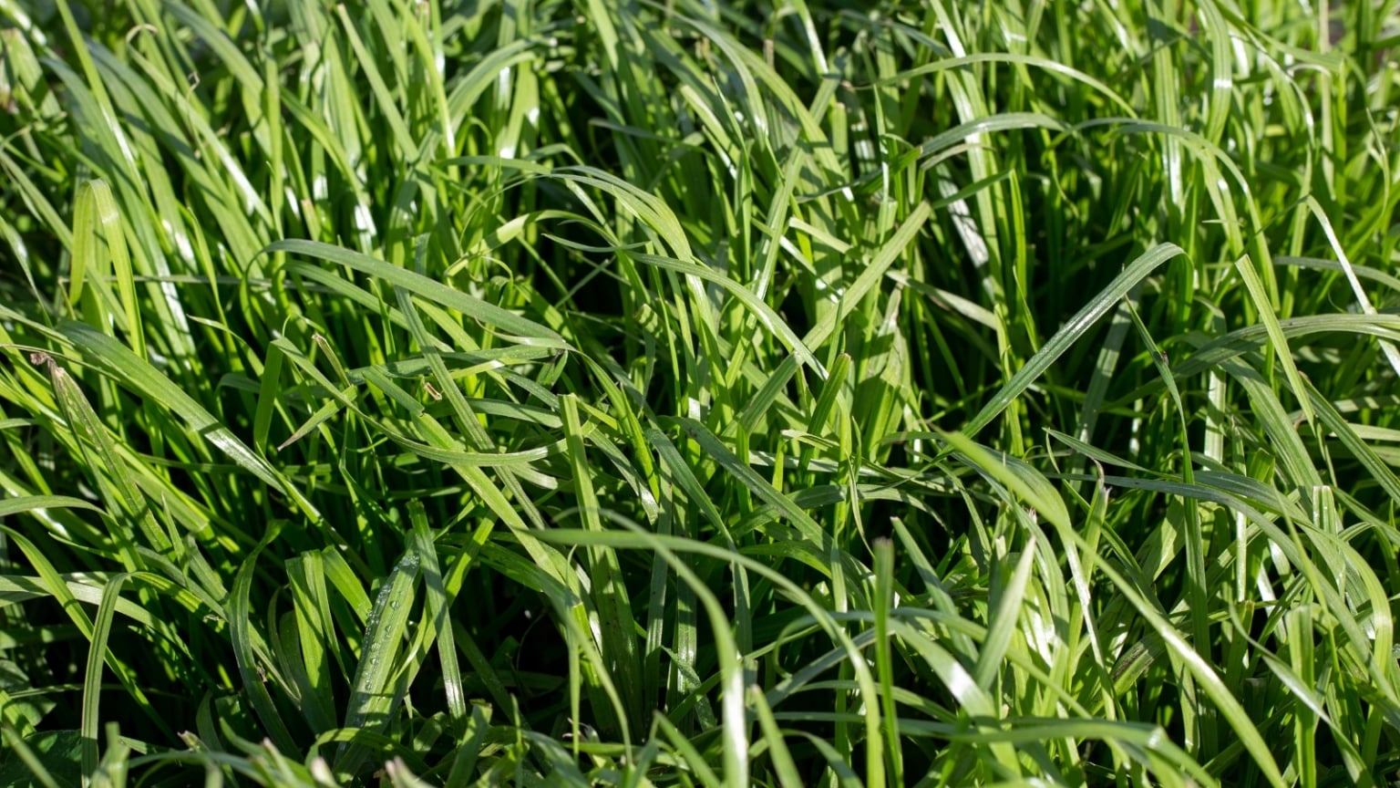 Rye Cover Crop: Winter Ground Covers
