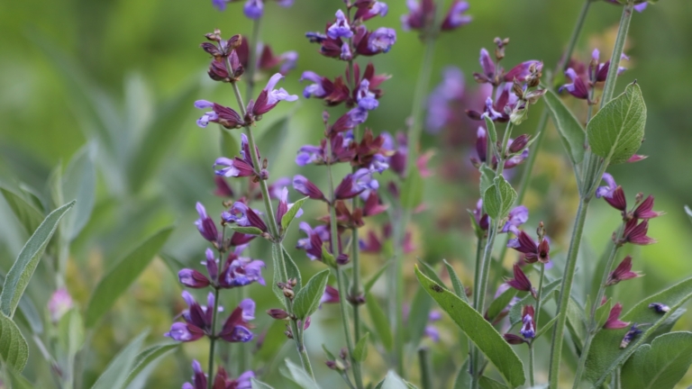 17 Perennials to Plant in August