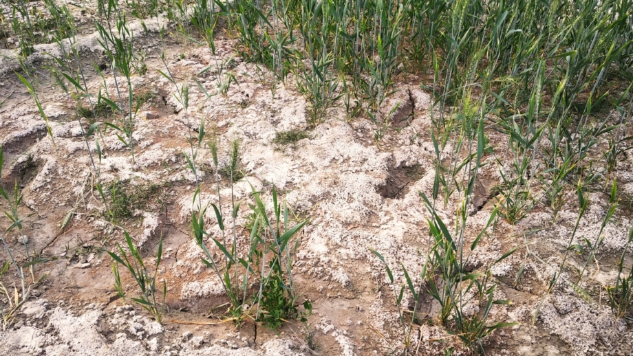 What is Salt Burn in Plants?