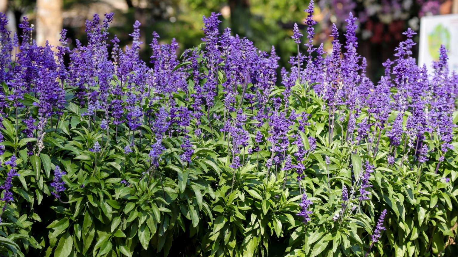 21 Longest-Flowering Perennials for Lasting Color