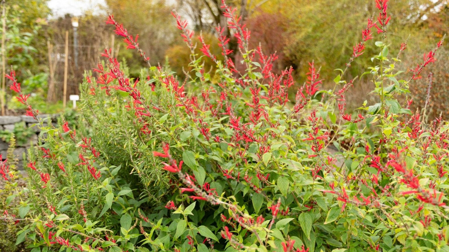19 Different Types Of Sage For Any Garden Space - Epic Gardening