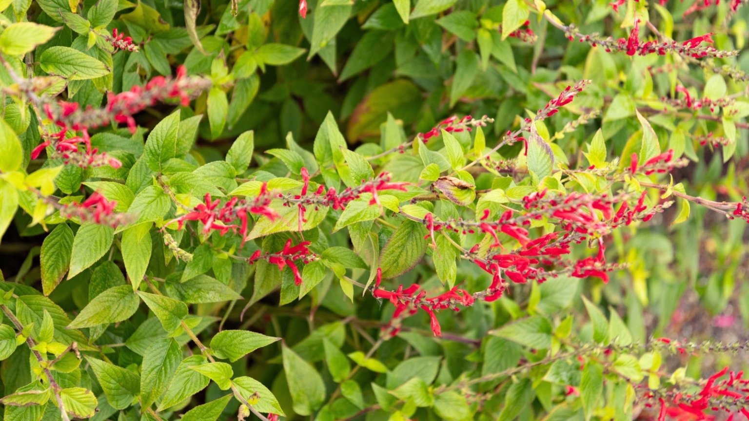 How to Plant, Grow, and Care For Pineapple Sage