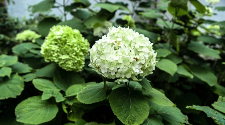 17 Gorgeous Varieties of Smooth Hydrangea