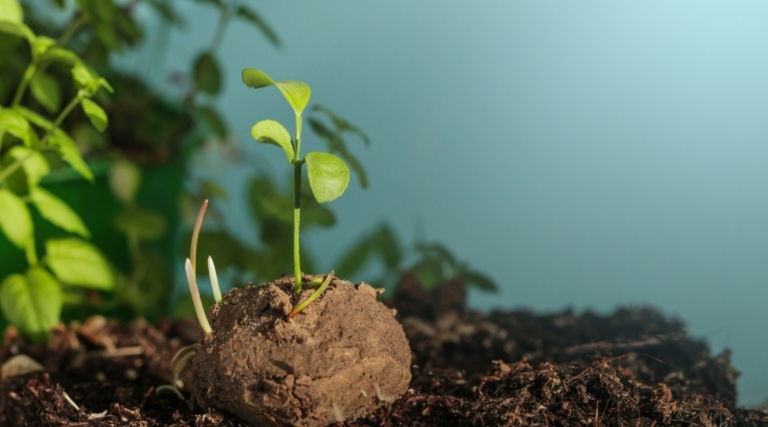 How to Fight Plants With Plants: Controlling Garden Nuisances