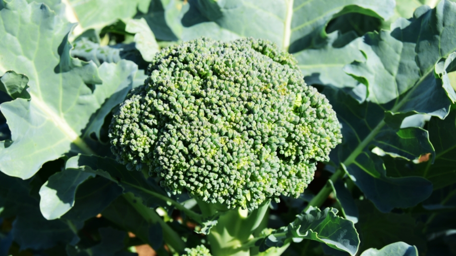 How to Grow Broccoli in Raised Beds: A Complete Guide