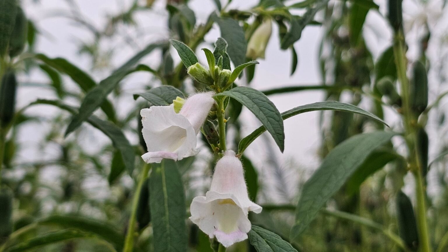 How to Plant, Grow, and Care for Sesame