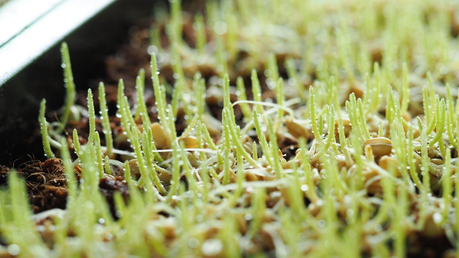 How to Grow Wheatgrass Microgreens in 6 Easy Steps