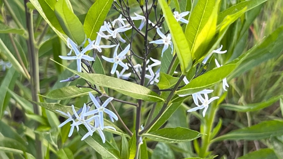 7 Beautiful Amsonia Varieties For Your Garden