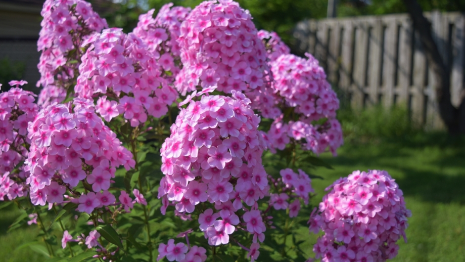 25 Best Phlox Varieties For Your Garden