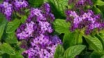 How to Plant, Grow, and Care For Heliotrope