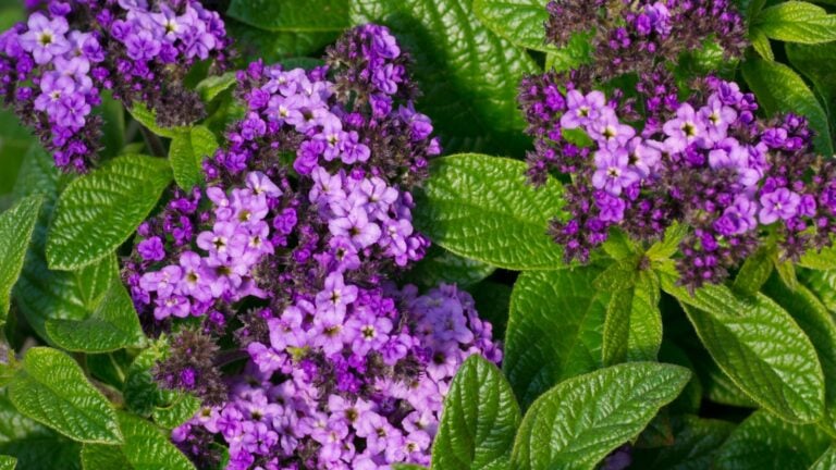 How to Plant, Grow, and Care For Heliotrope