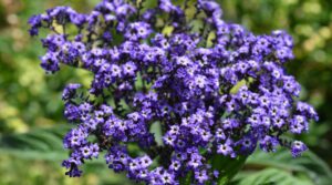 How to Plant, Grow, and Care For Heliotrope