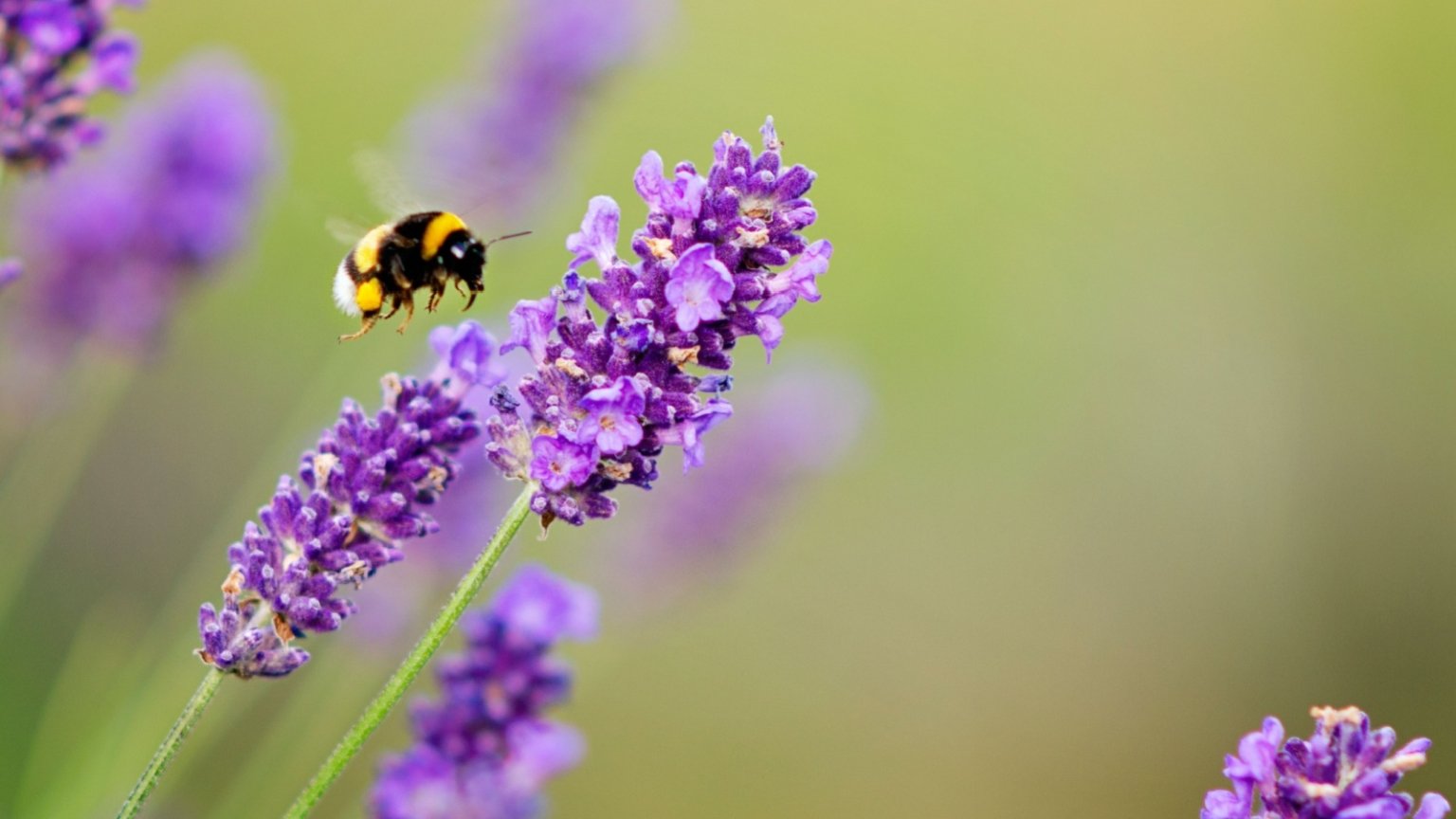 31 Plants to Attract Beneficial Insects to Your Garden