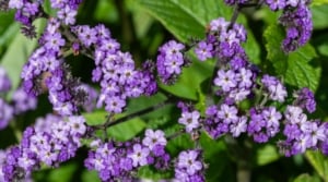 How to Plant, Grow, and Care For Heliotrope
