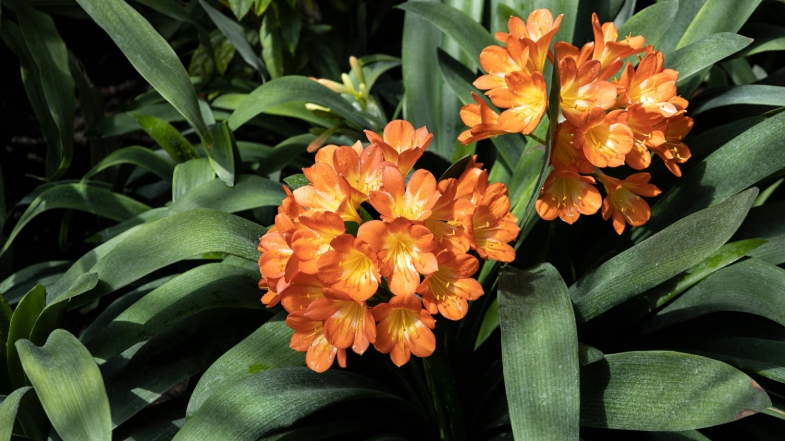 21 Tropical Plants That Grow Well in the Shade